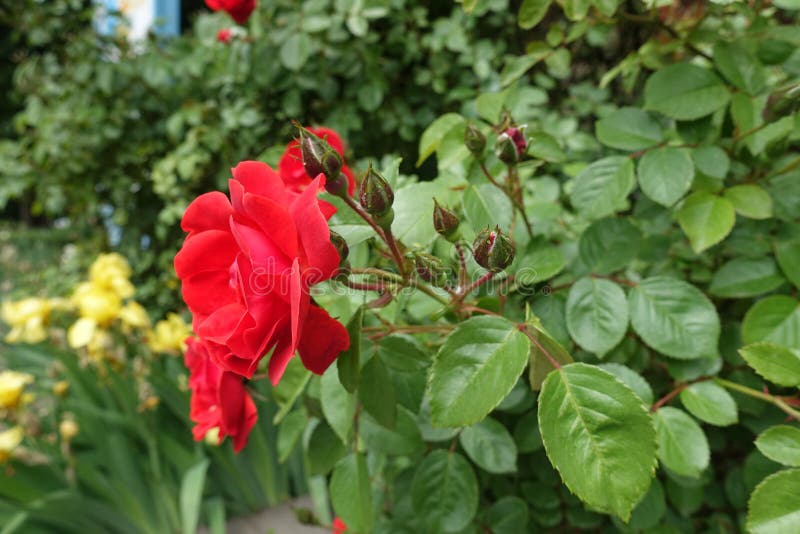 Side View of Semi Double Flower of Red Rose Stock Photo - Image of ...