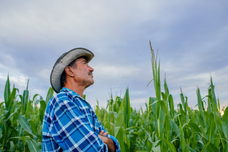 Side View of a Senior Farmer Standing in Corn Field Stock Image - Image ...
