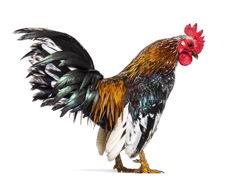 Side View of a Serama Rooster, Chicken Stock Image - Image of side ...