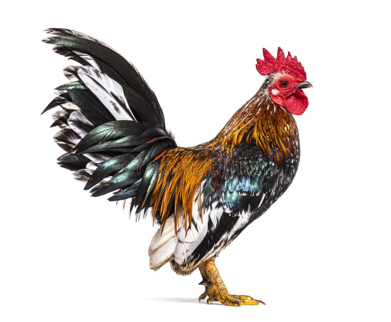 Male Serama Chicken Stock Photos - Free & Royalty-Free Stock Photos ...