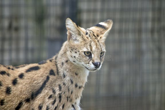 Serval stock photo. Image of side, leopard, serval, view - 101832164