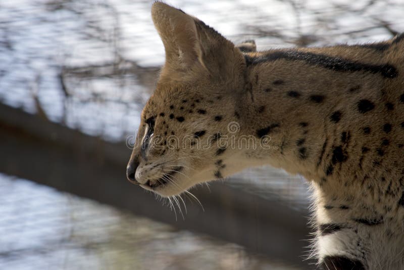 Serval Wild Cat Stock Photos - Download 887 Royalty Free Photos