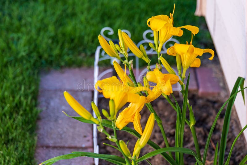 Side View Of The First Tiger Lily Of The Season To Open Stock Photo ...