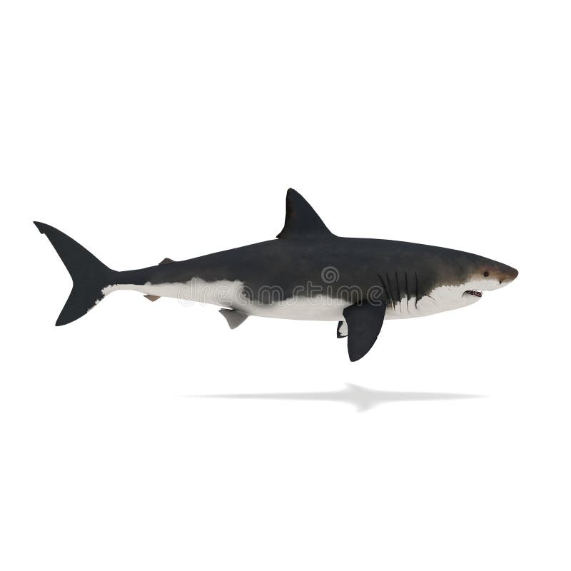 Side View of Shark 3d Rendering Stock Image - Illustration of ...