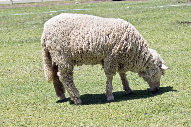 Side View Sheep Stock Photos - Download 1,480 Royalty Free Photos