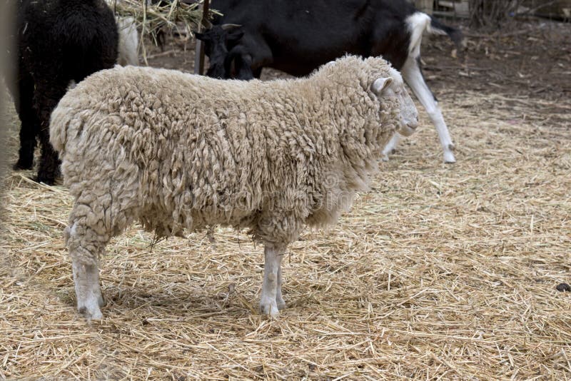 This is a Side View of a Sheep Stock Photo - Image of agriculture ...