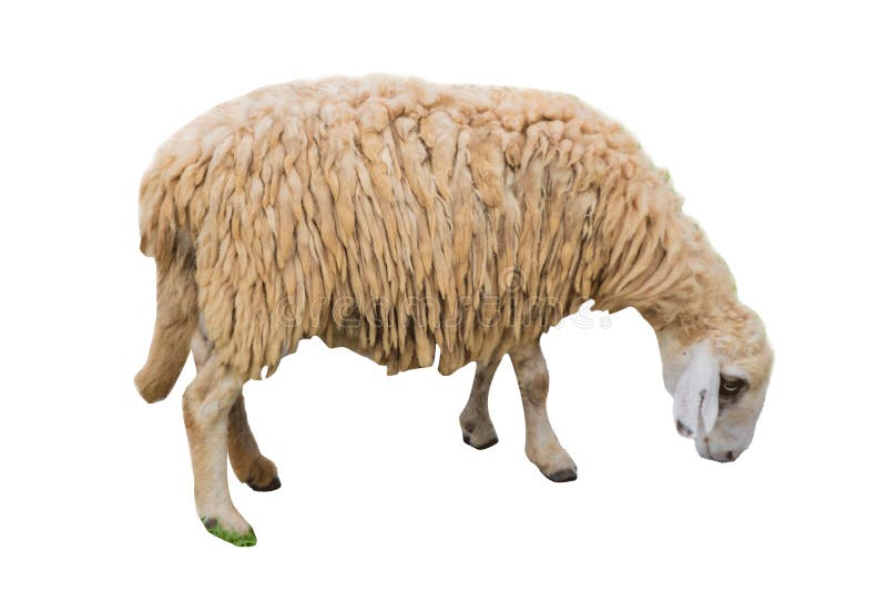 2,530 Side View Sheep Stock Photos - Free & Royalty-Free Stock Photos ...