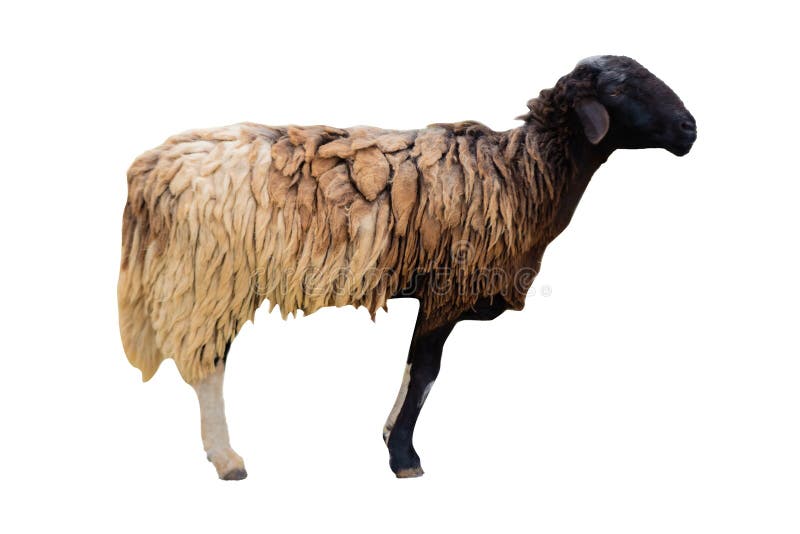2,530 Side View Sheep Stock Photos - Free & Royalty-Free Stock Photos ...