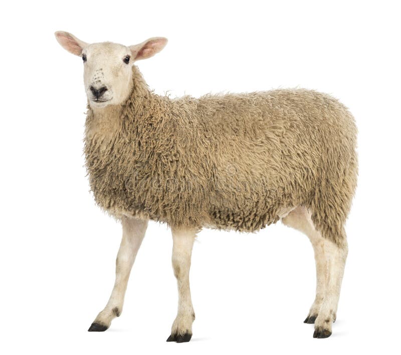 Side view of a Sheep stock image. Image of farm, livestock - 29009891