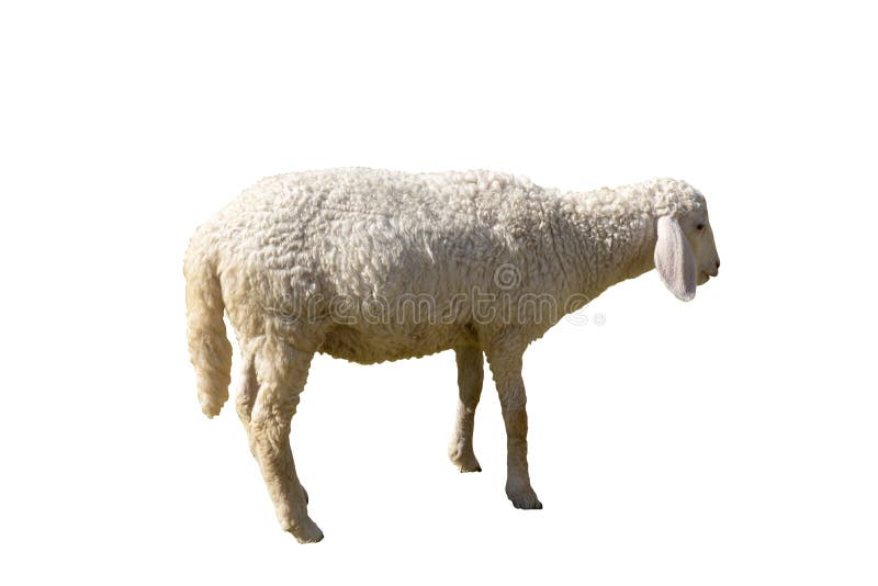 334 Sheep Walking Isolated Stock Photos - Free & Royalty-Free Stock ...