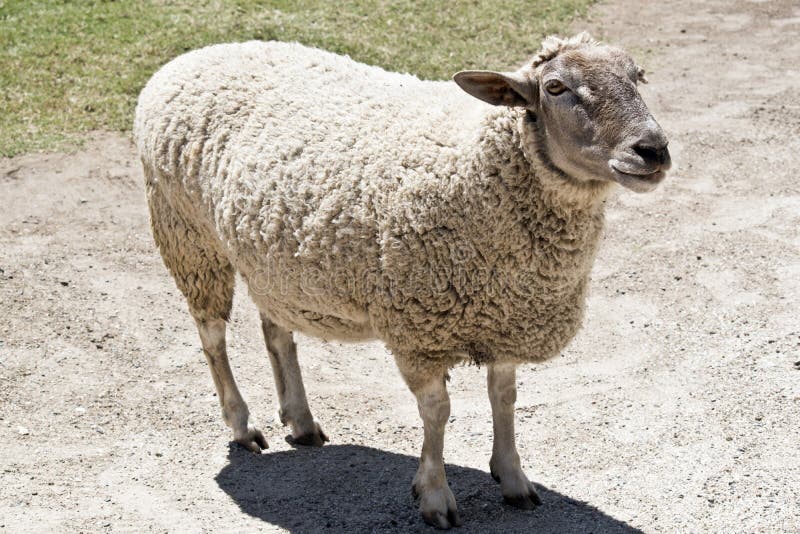 Side View Sheep Stock Photos - Download 1,480 Royalty Free Photos