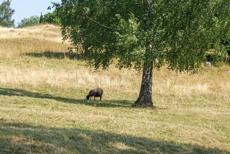 Side View of Sheep Standing on Grassy Field Stock Image - Image of ...