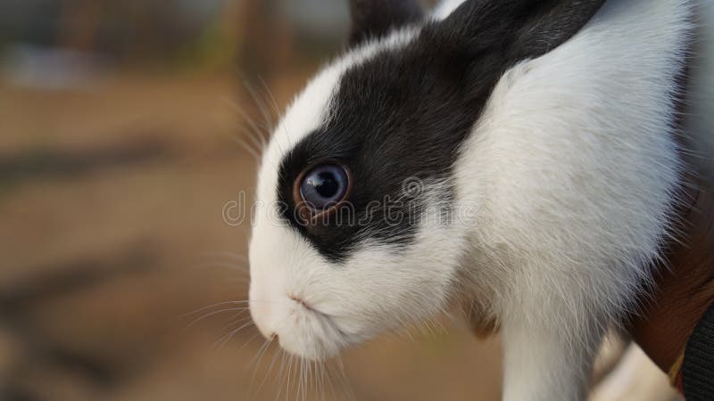 Side View Shot of Rabbit Eye. Rabbit Staring at the Camera with Scary ...