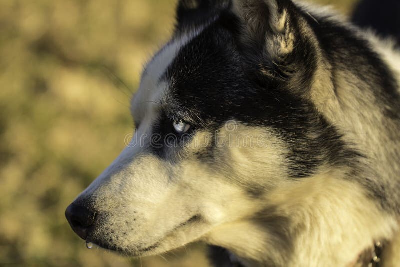 Side View of Siberian Husky Stock Photo - Image of summer, white: 138944926