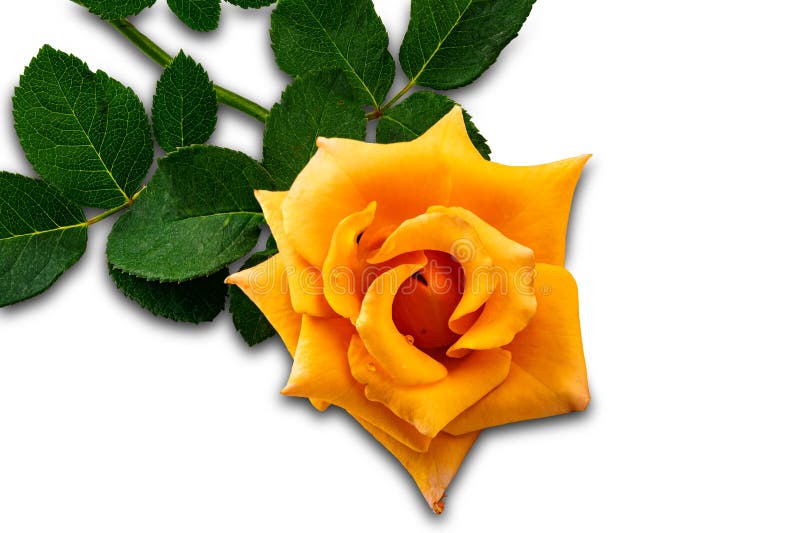 Side View Single Blooming Yellow Rose with Leaves on White Background ...
