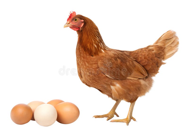 Side View of Single Brown Hen or Chicken with Its Eggs Heap in Front of ...