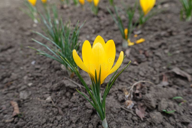 Side View of Single Yellow Flower of Crocus Stock Image - Image of ...