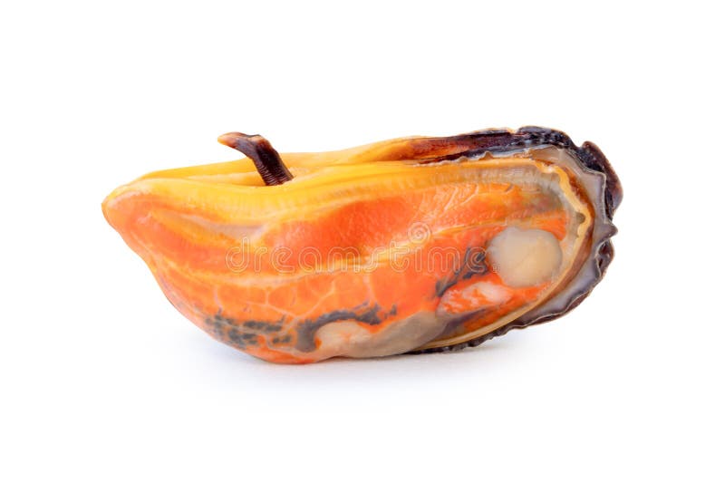 Side View of Single Green Mussel Meat Isolated on White Background with ...