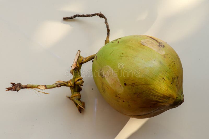 Side View Single Whole Coconut. One Exotic Tropical Fruit Stock Photo ...