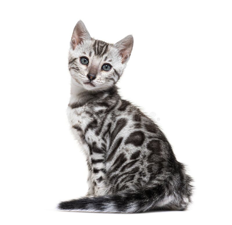 Side View of a Sitting Blue Eyed Bengal Cat Kitten, Isolated on White ...