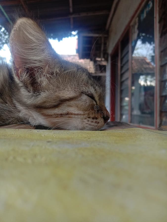 Side View of a Sleeping Cat Stock Image - Image of animal, skin: 326472041