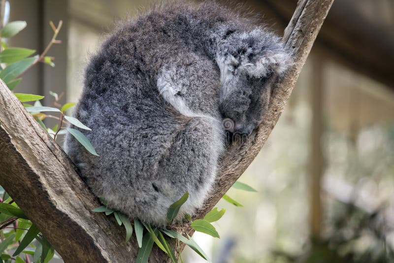 The Koala Has Grey Fur on Its Body a White Chest and White Ears and a ...
