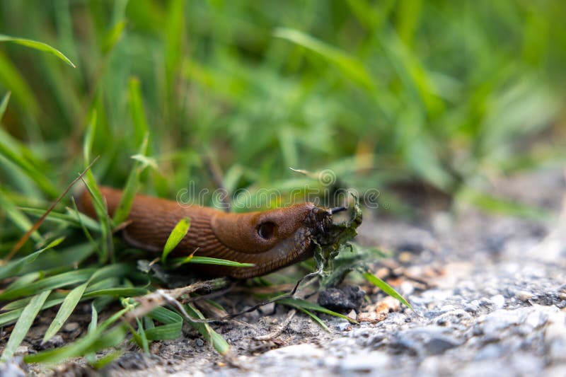 Side View of a Slug Crawling among Green Grass Stock Photo - Image of ...
