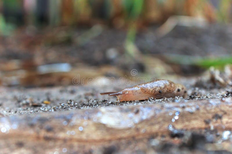 Canadian Blue Grey Taildropper Slug