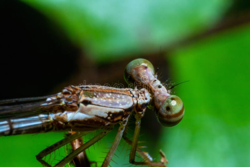 Side View of a Small Dragonfly Stock Image - Image of plant, background ...