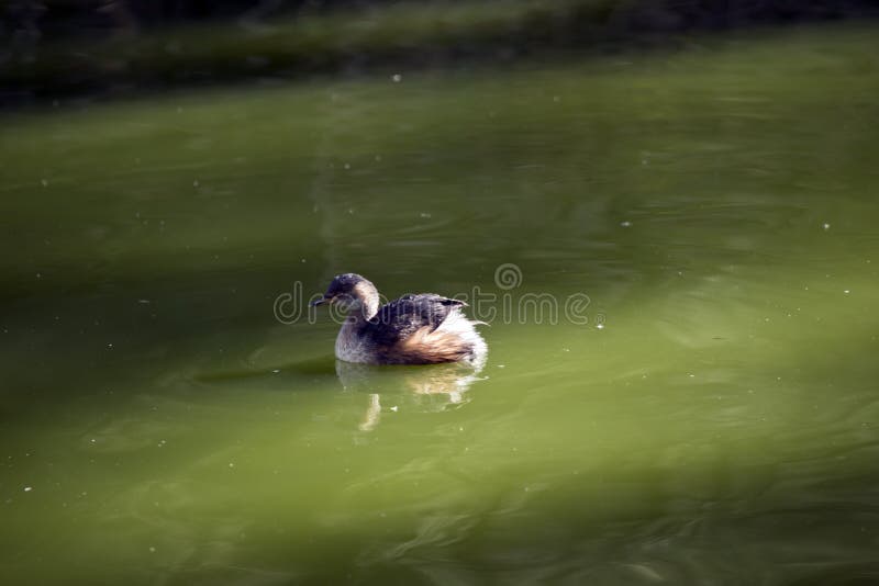 This is a Side View of a Small Duck Stock Image - Image of fauna ...