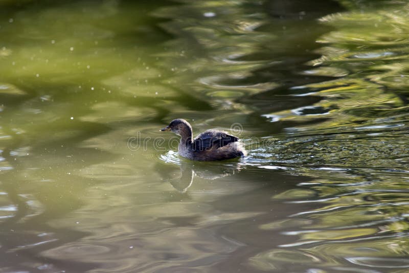 This is a Side View of a Small Duck Stock Photo - Image of fauna, grey ...