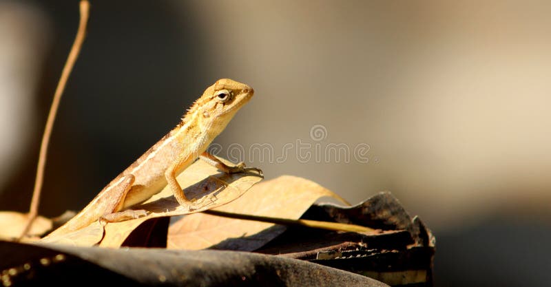 Side view of Small Lizard stock photo. Image of lizard - 176032820