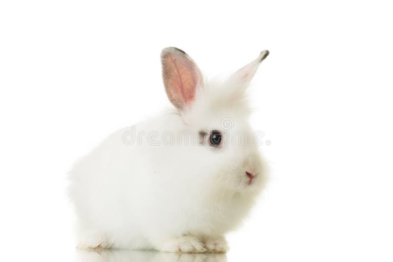 Side View Of A Small Rabbit Isolated On White Background Stock Image ...