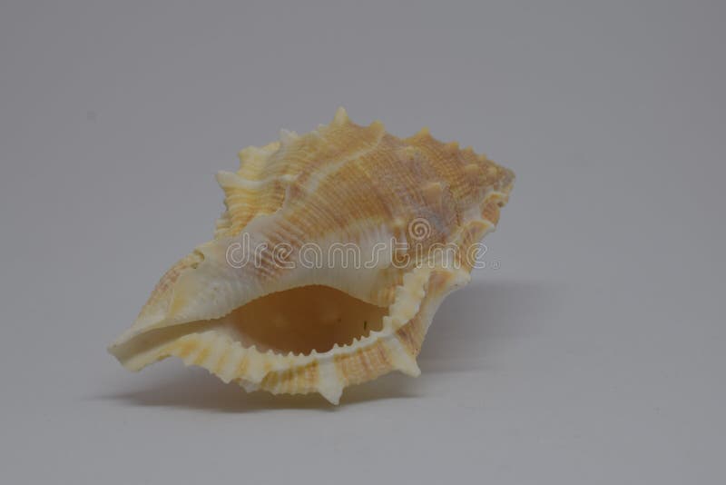 Small Seashell Side View on Red Background Stock Image - Image of life ...