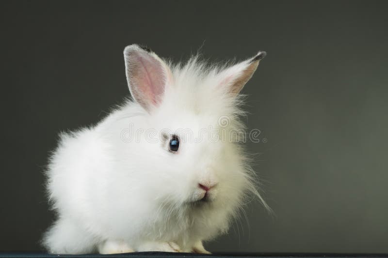 Side View Of A Small White Rabbit Standing Stock Image - Image of ears ...