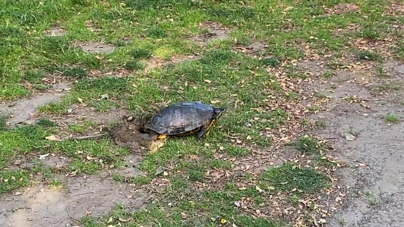 Side View of a Snapping Turtle Laying Her Eggs in the Grass Across from ...