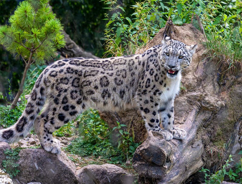 Side View of a Snow Leopard Panthera Uncia Stock Photo - Image of ...