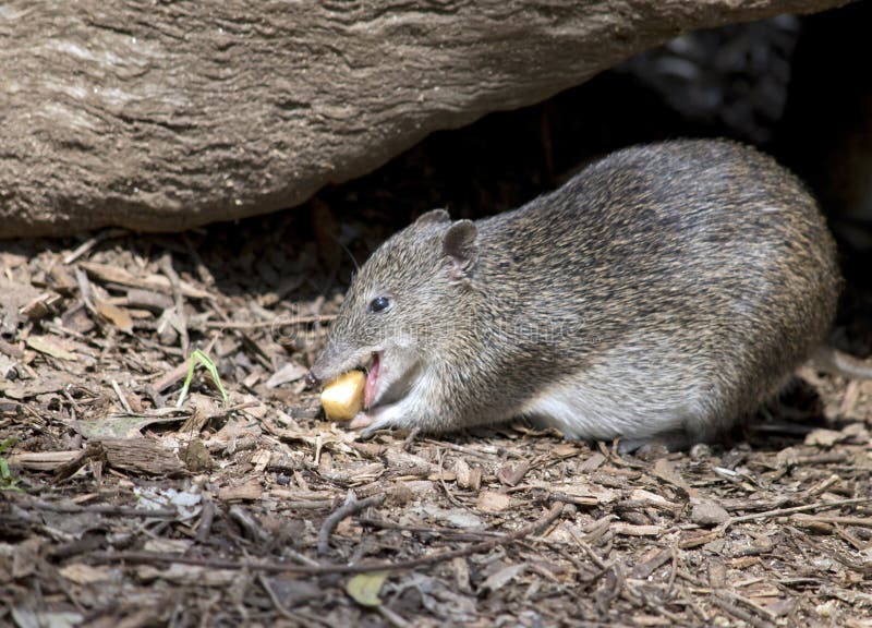 This is a Side View of a Southern Brown Bandicoot Stock Image - Image ...