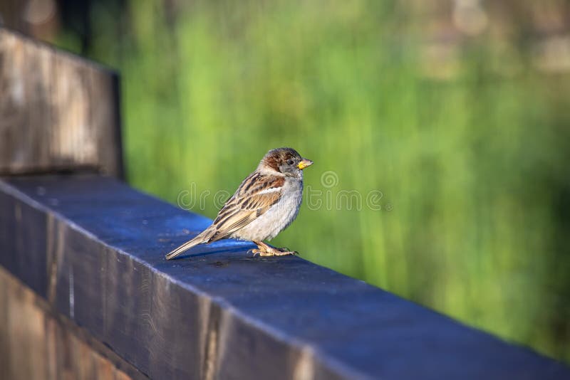 Side View of a Sparrow Bird Close-up on a Blurred Background Stock ...