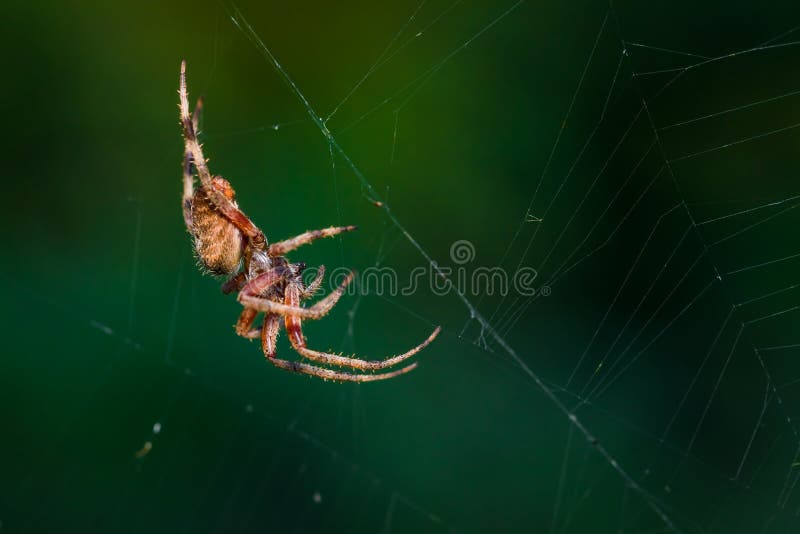 Large Brown Spider Side View Stock Photos - Free & Royalty-Free Stock ...