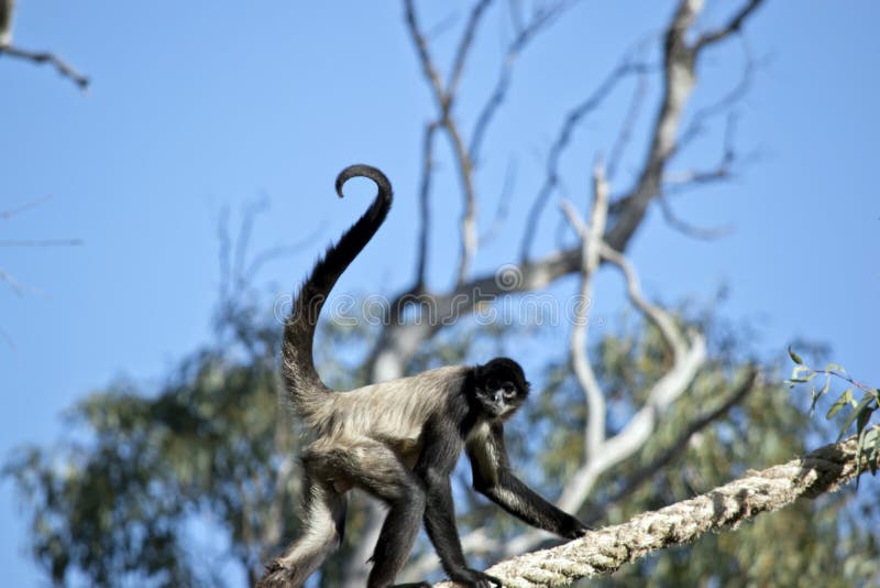 The Spider Monkey is Climbing on a Rope Stock Photo - Image of mammal ...