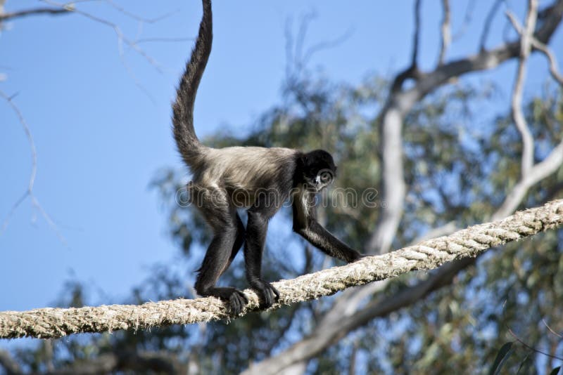 The Spider Monkey is Climbing on a Rope Stock Image - Image of family ...