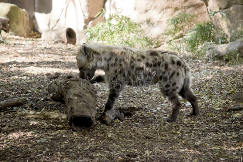 180 Spotted Hyena Side View Stock Photos - Free & Royalty-Free Stock ...