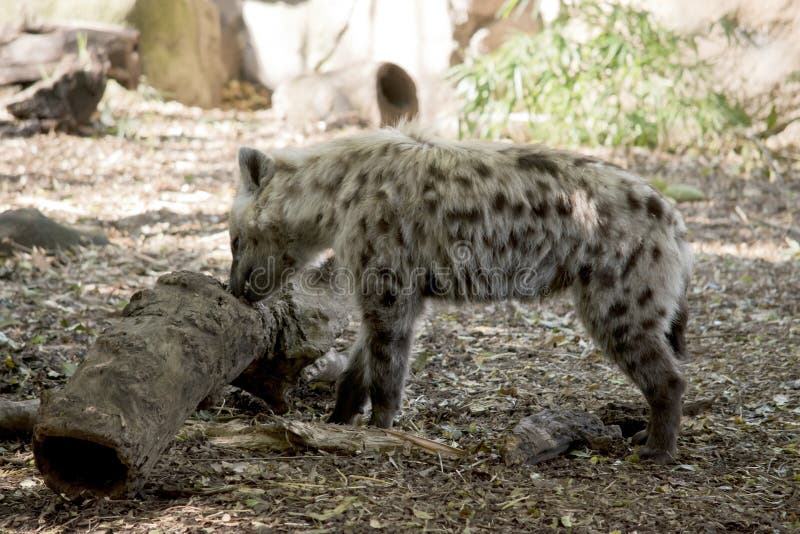 180 Spotted Hyena Side View Stock Photos - Free & Royalty-Free Stock ...