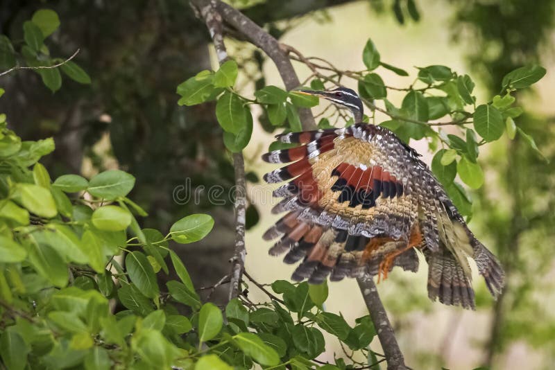 Wonderful Patterned Sunbittern in Approach a Tree, Wings Spread ...