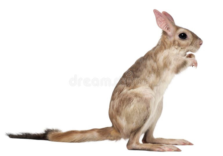 Side View of Springhare, Pedetes Capensis Stock Image - Image of copy ...