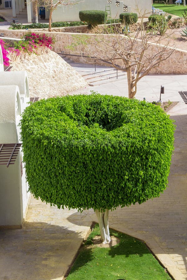 Square Shape Cut Bush Tree stock photo. Image of archtecture - 121768904