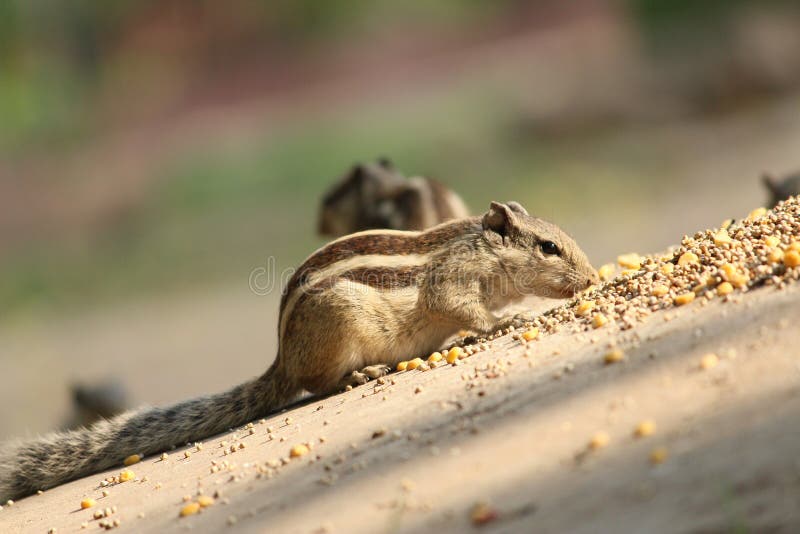 Side View of Squirrel Eating Food on Ground Stock Image - Image of ...