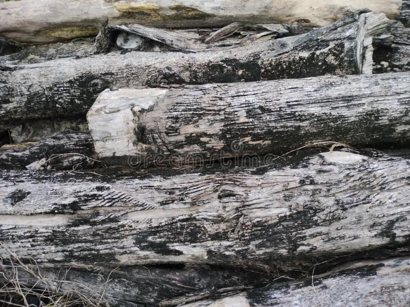 Side View of Stacked of Gray Logs Stock Image - Image of view, stacked ...