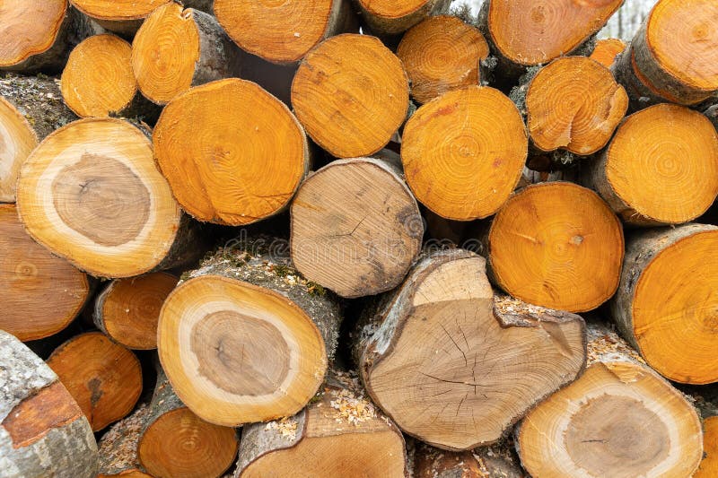 Side View of Stacked Pile of Fresh Sawn Thick Adler Wood Logs Stock ...